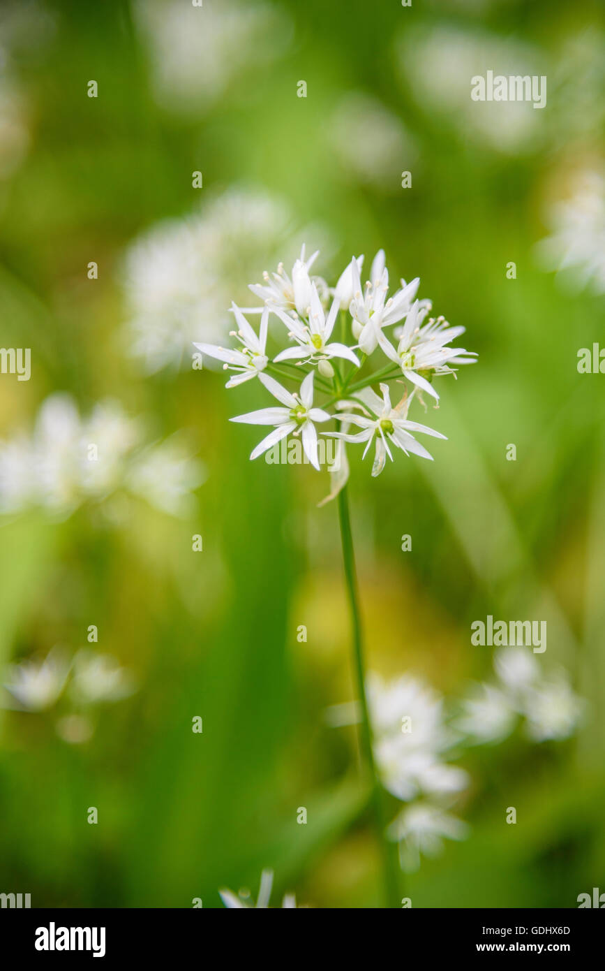 Scottish wild garlic hi-res stock photography and images - Alamy