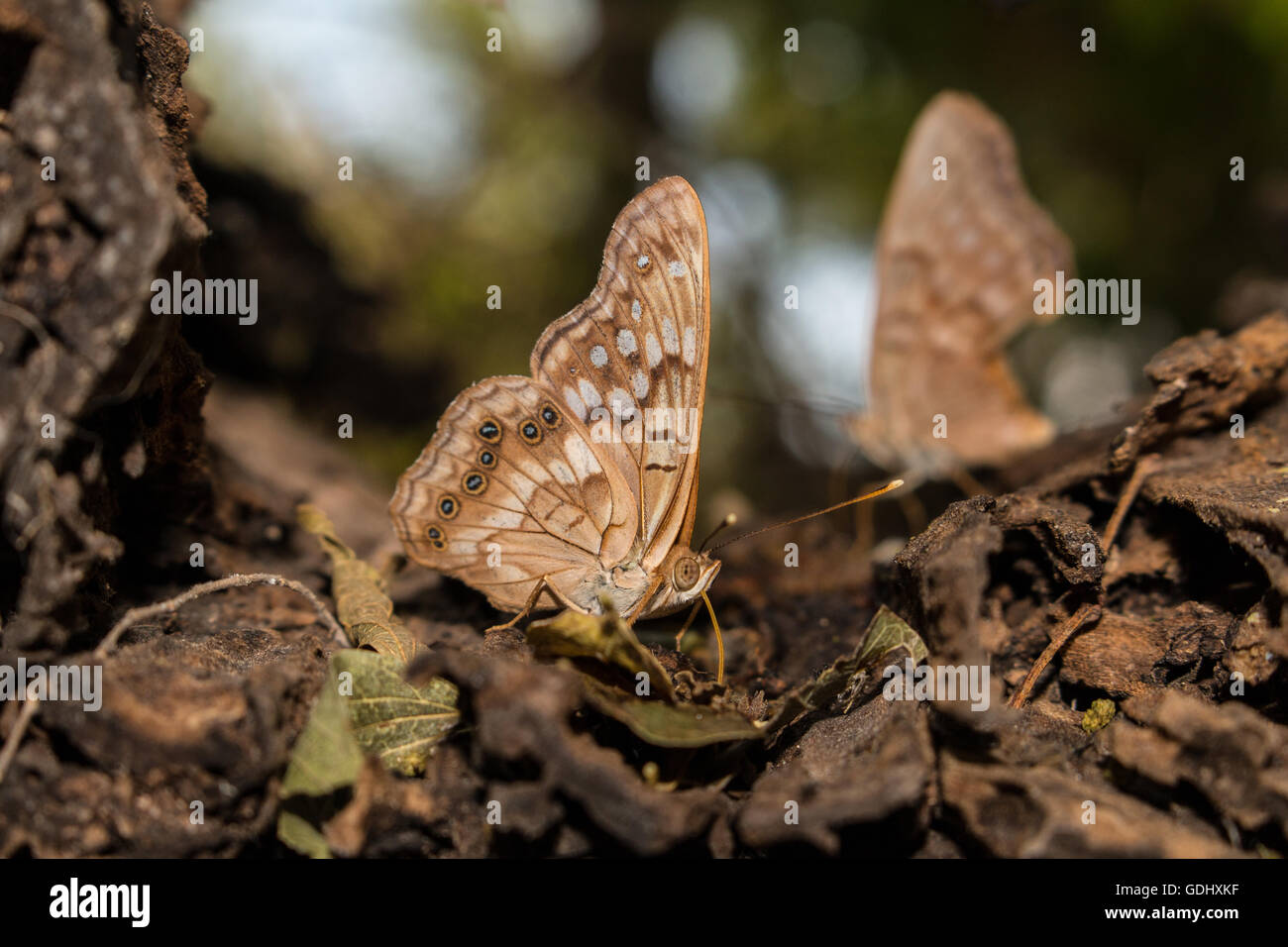Tawny Emperor feeding on butterfly bait at the National Butterfly ...