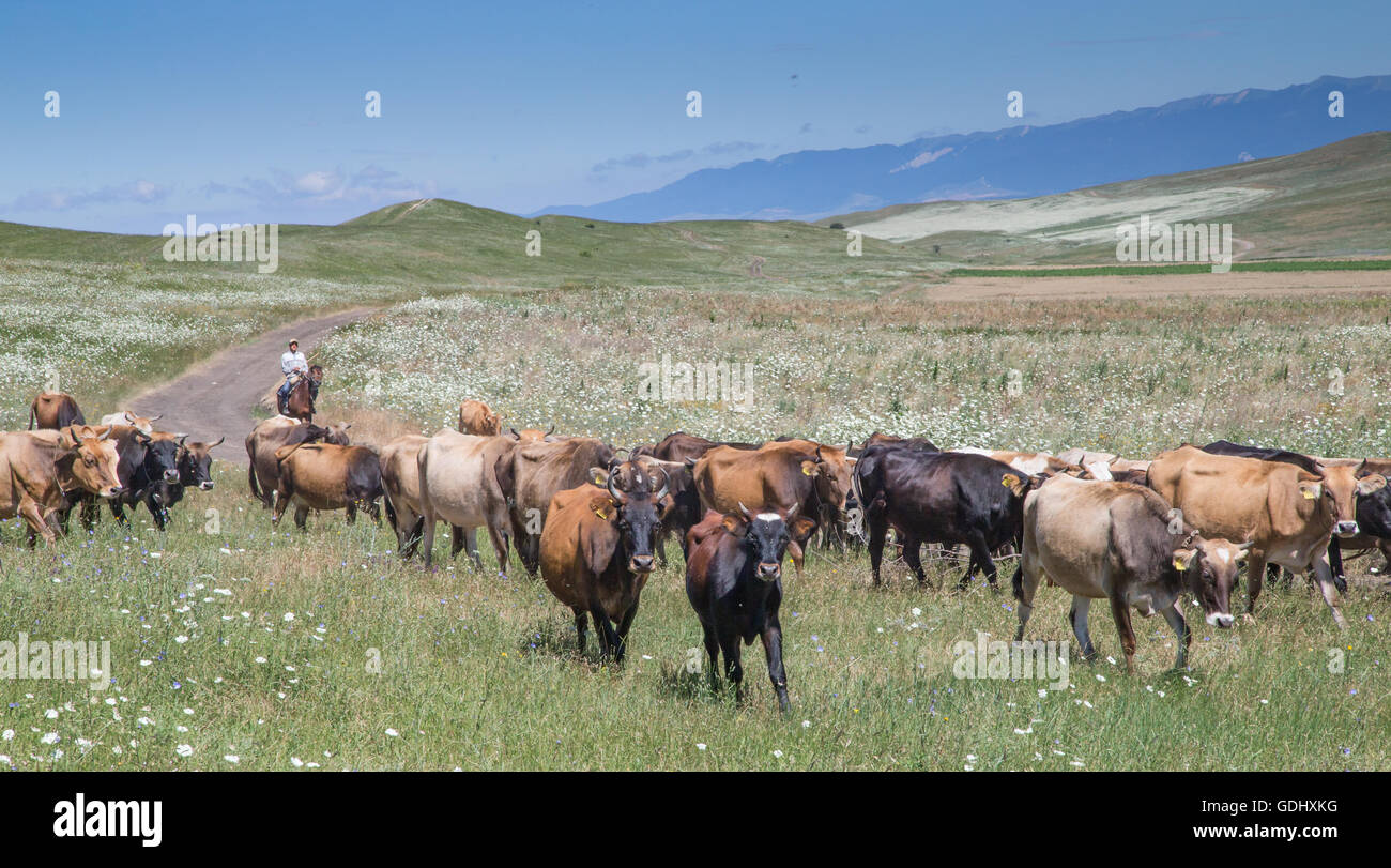 cows on the field being led by a horseman Stock Photo - Alamy