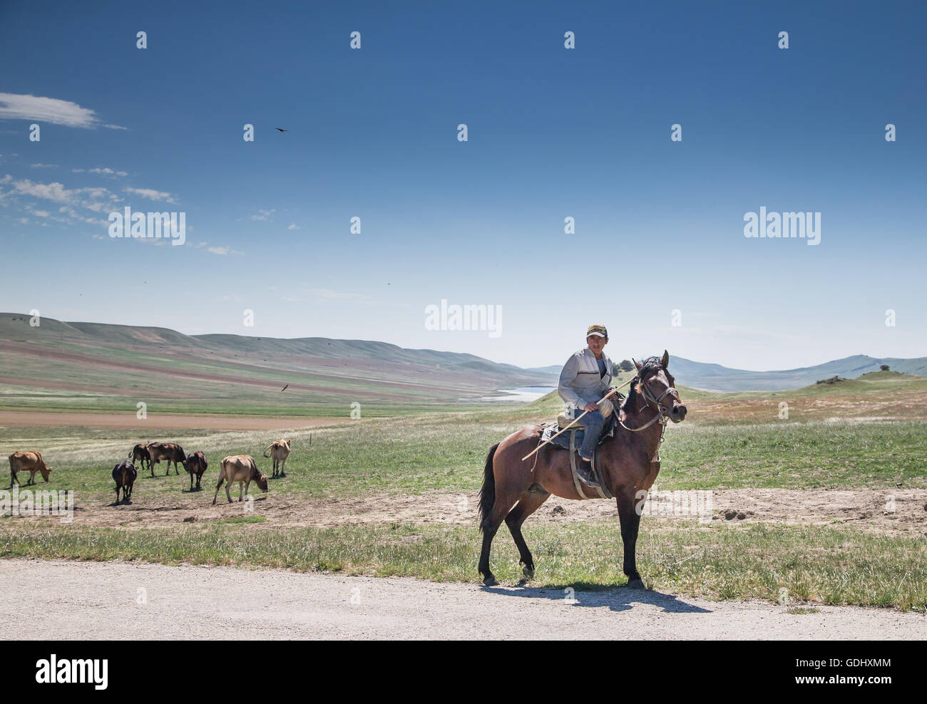 cows on the field being led by a horseman Stock Photo - Alamy