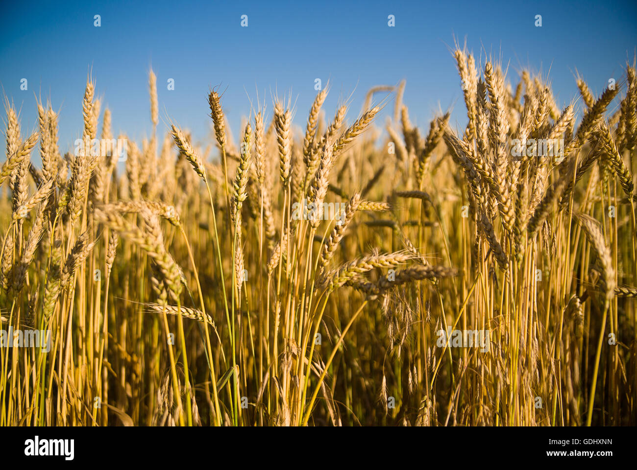 Growing ears hi-res stock photography and images - Alamy