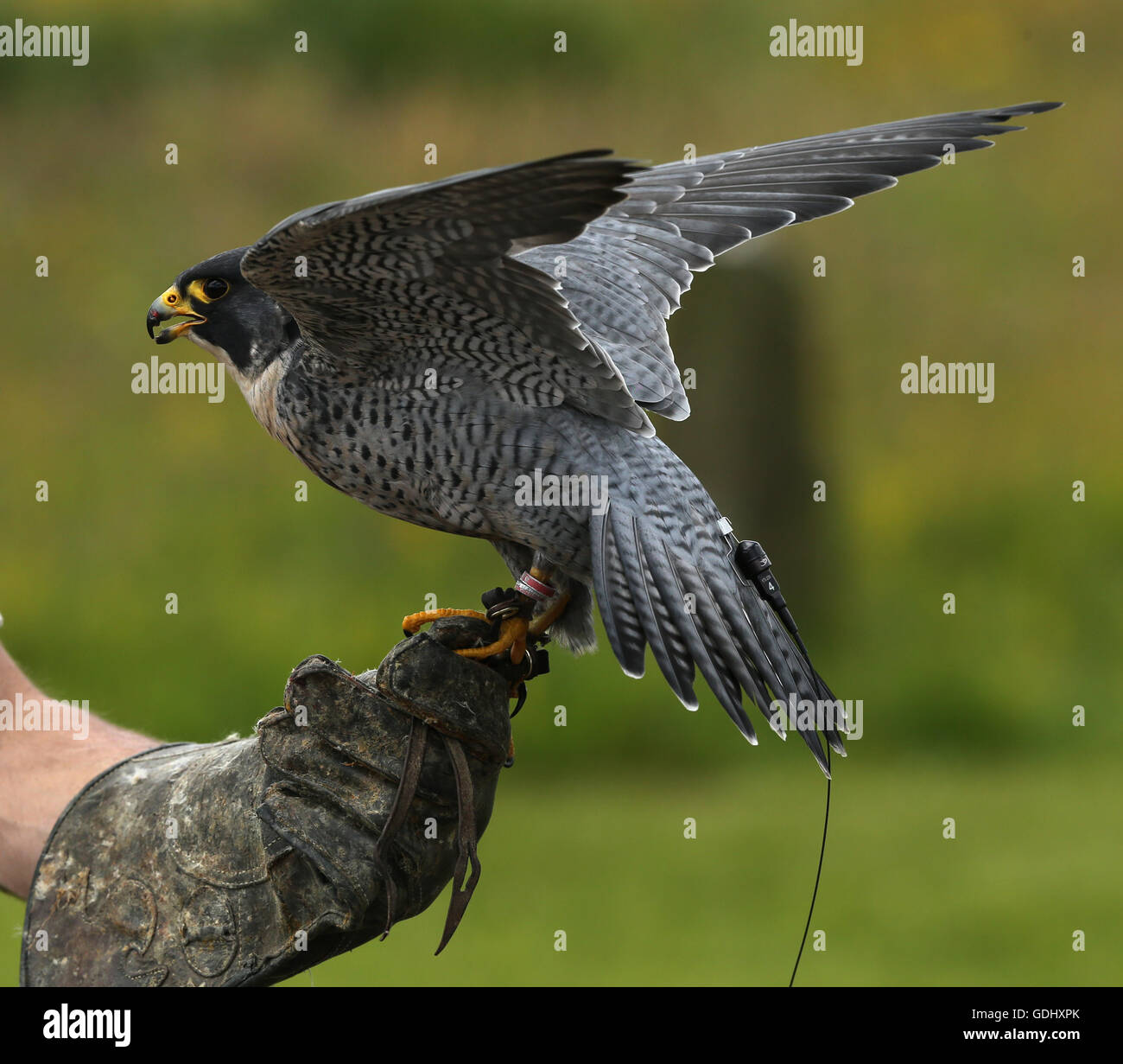 Close up peregrine falcon hi-res stock photography and images - Alamy