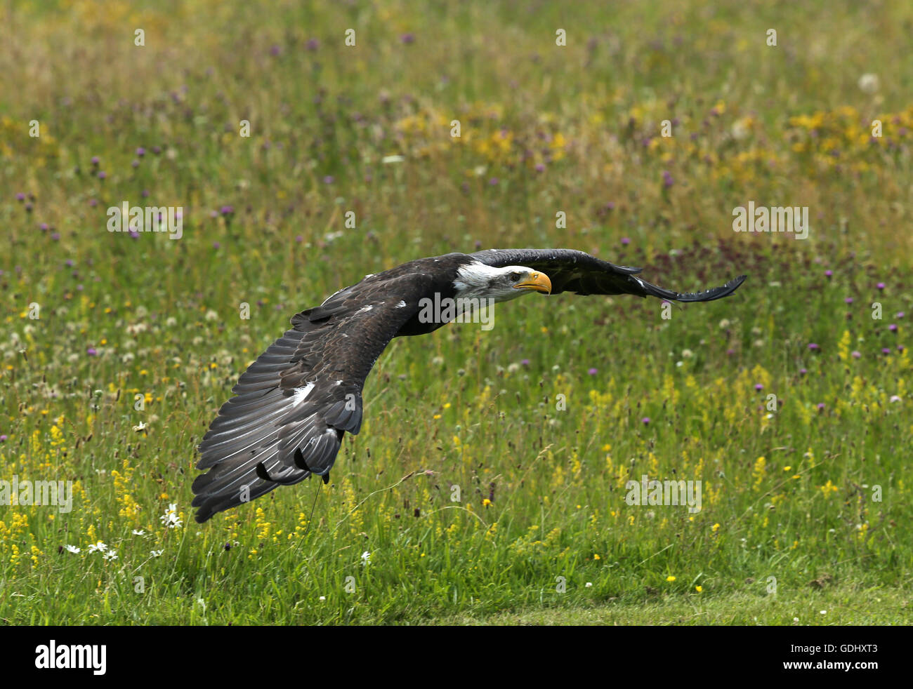 Bald eagle flying close up hi-res stock photography and images - Alamy