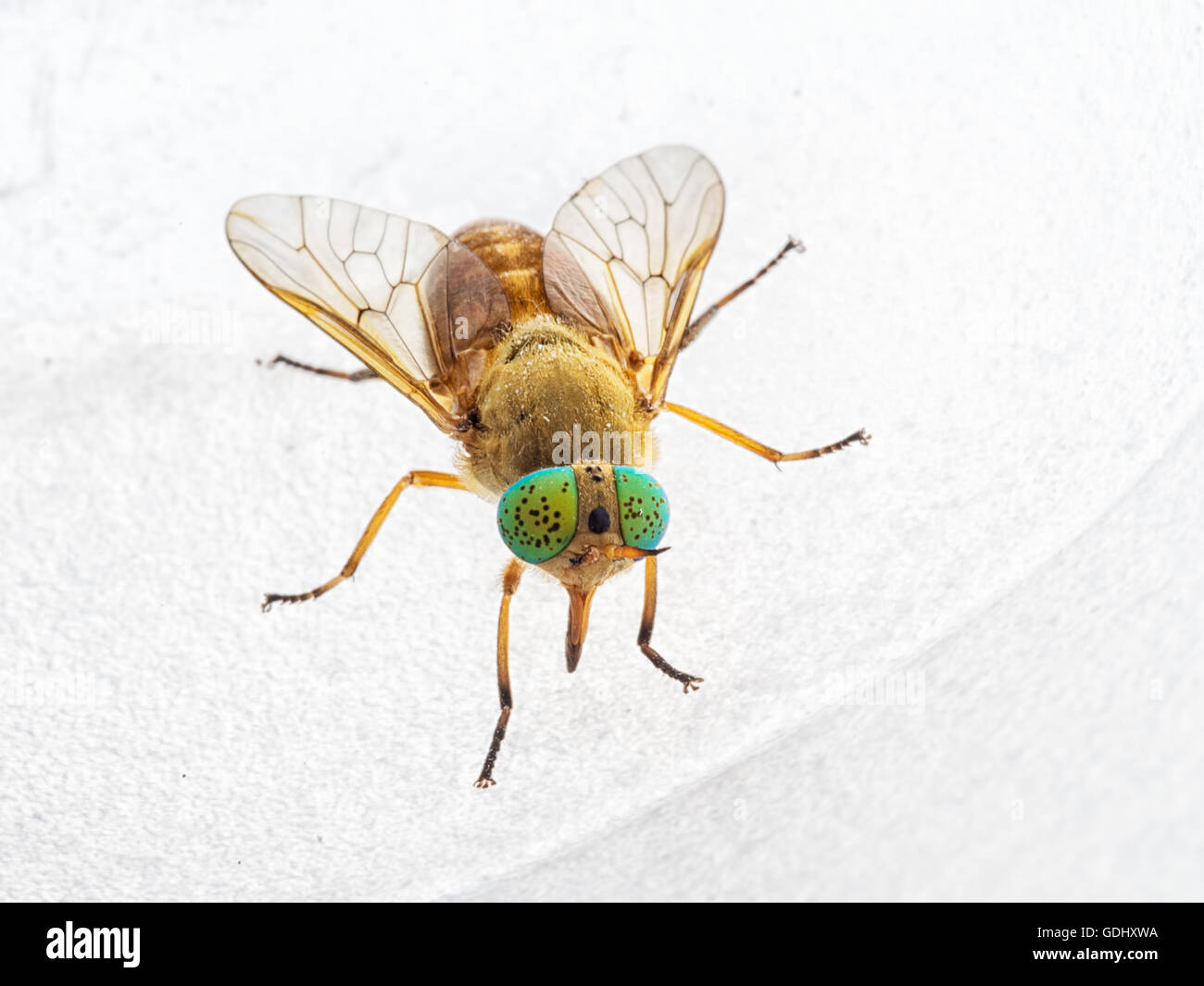Tabaadinae. Deer fly with huge turquoise eyes, macro Stock Photo - Alamy