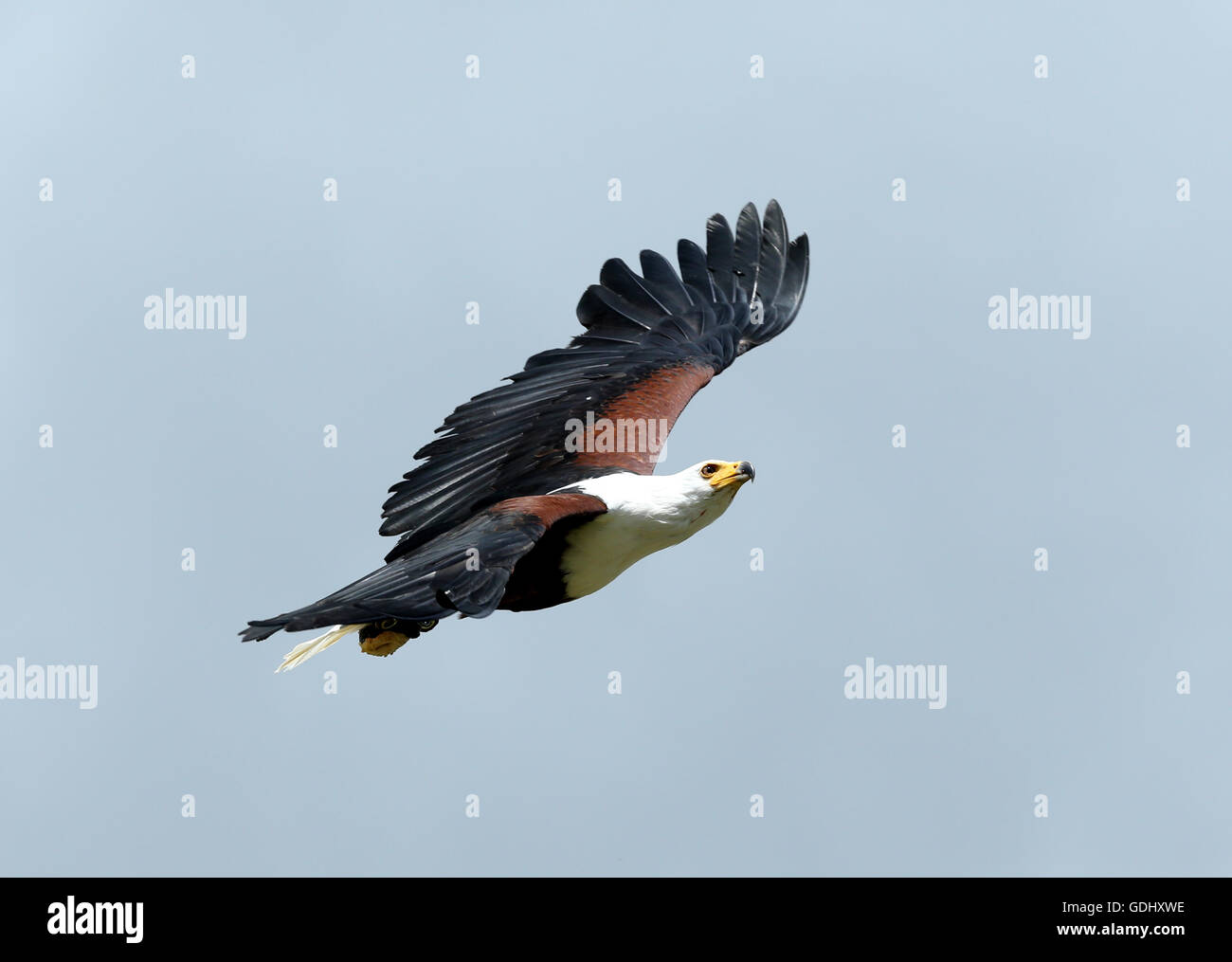 Close up of an African Fish Eagle in flight Stock Photo - Alamy