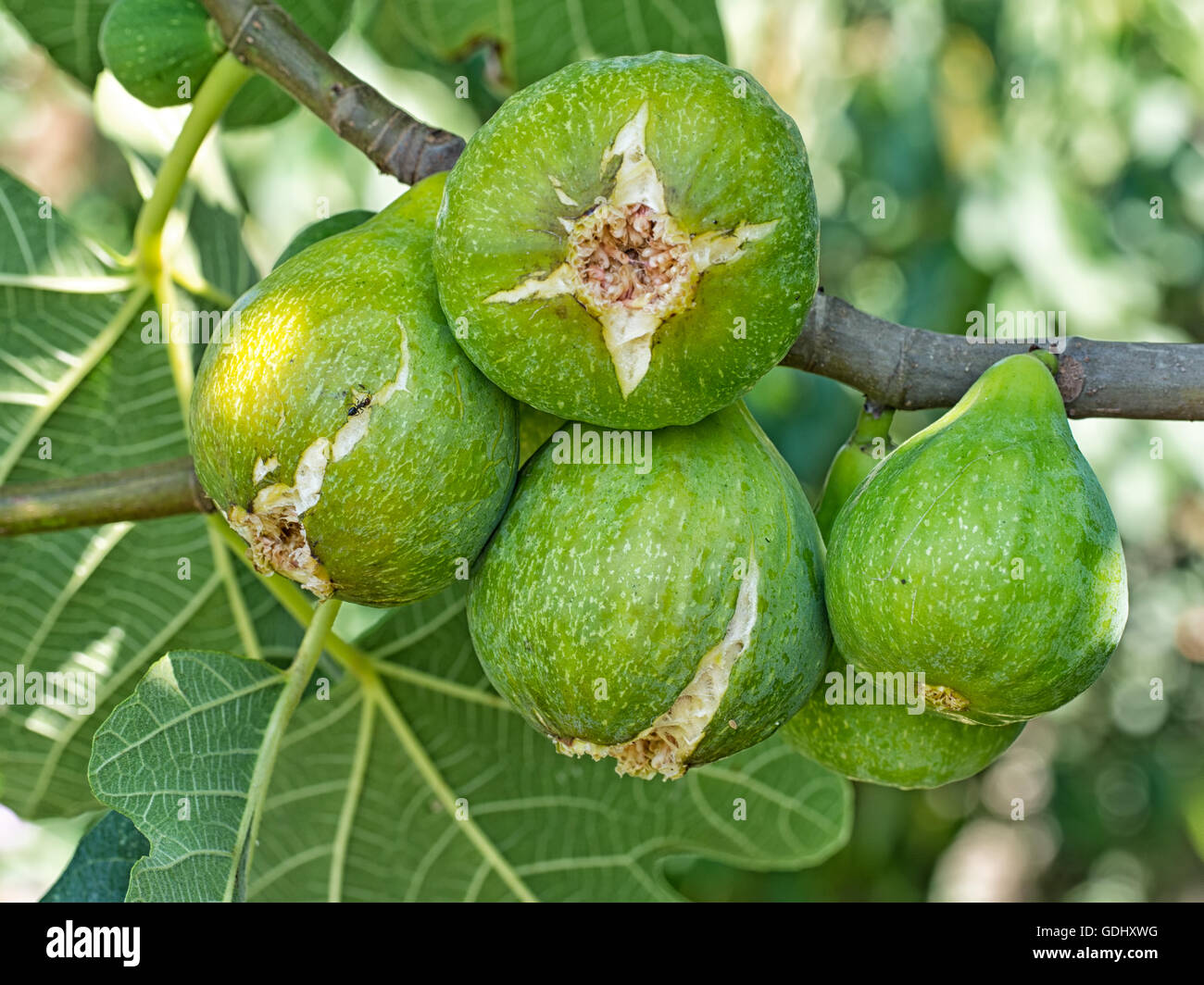 Fiorone fig hi-res stock photography and images - Alamy