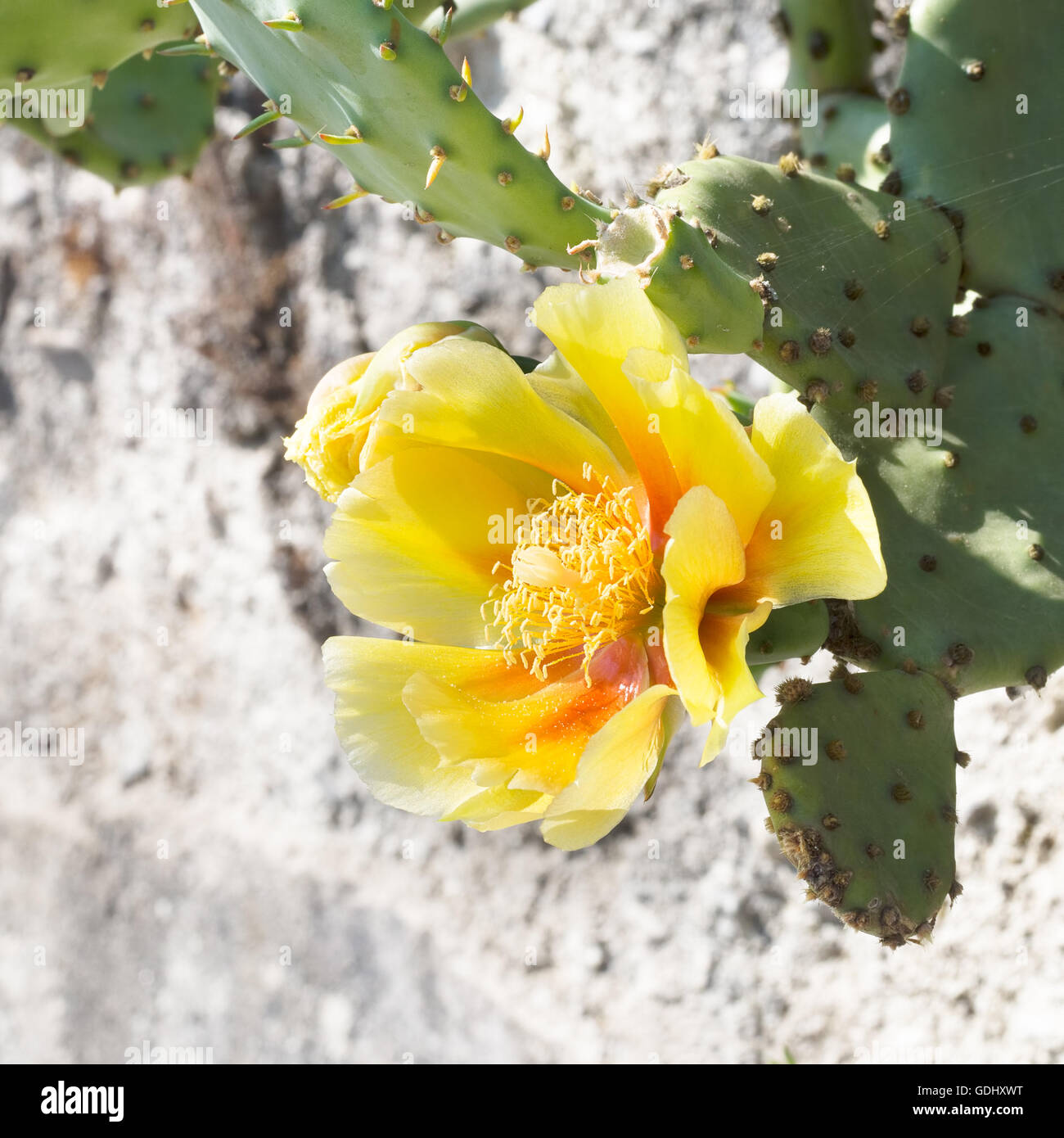 Cactus flower. Opuntia ficus-indica. Aka Indian fig Stock Photo - Alamy