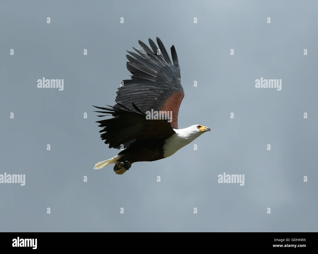Close up of an African Fish Eagle in flight Stock Photo - Alamy