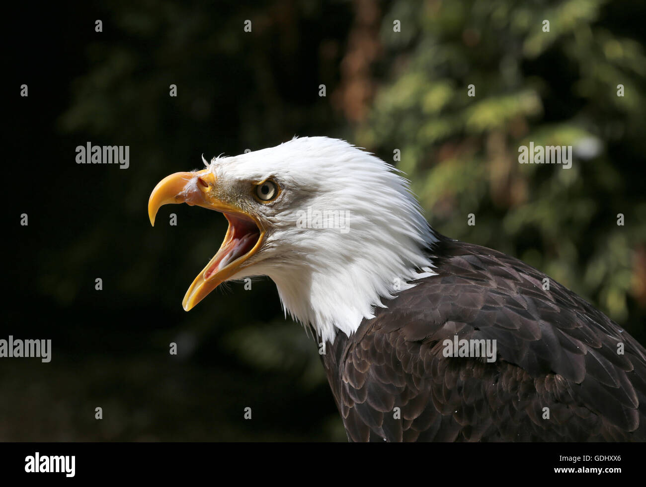 Close up of a Bald Eagle calling Stock Photo - Alamy
