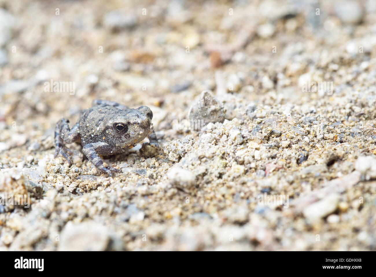 Baby toad just emerging fro water. Note macro shot - he's about 1cm big ...