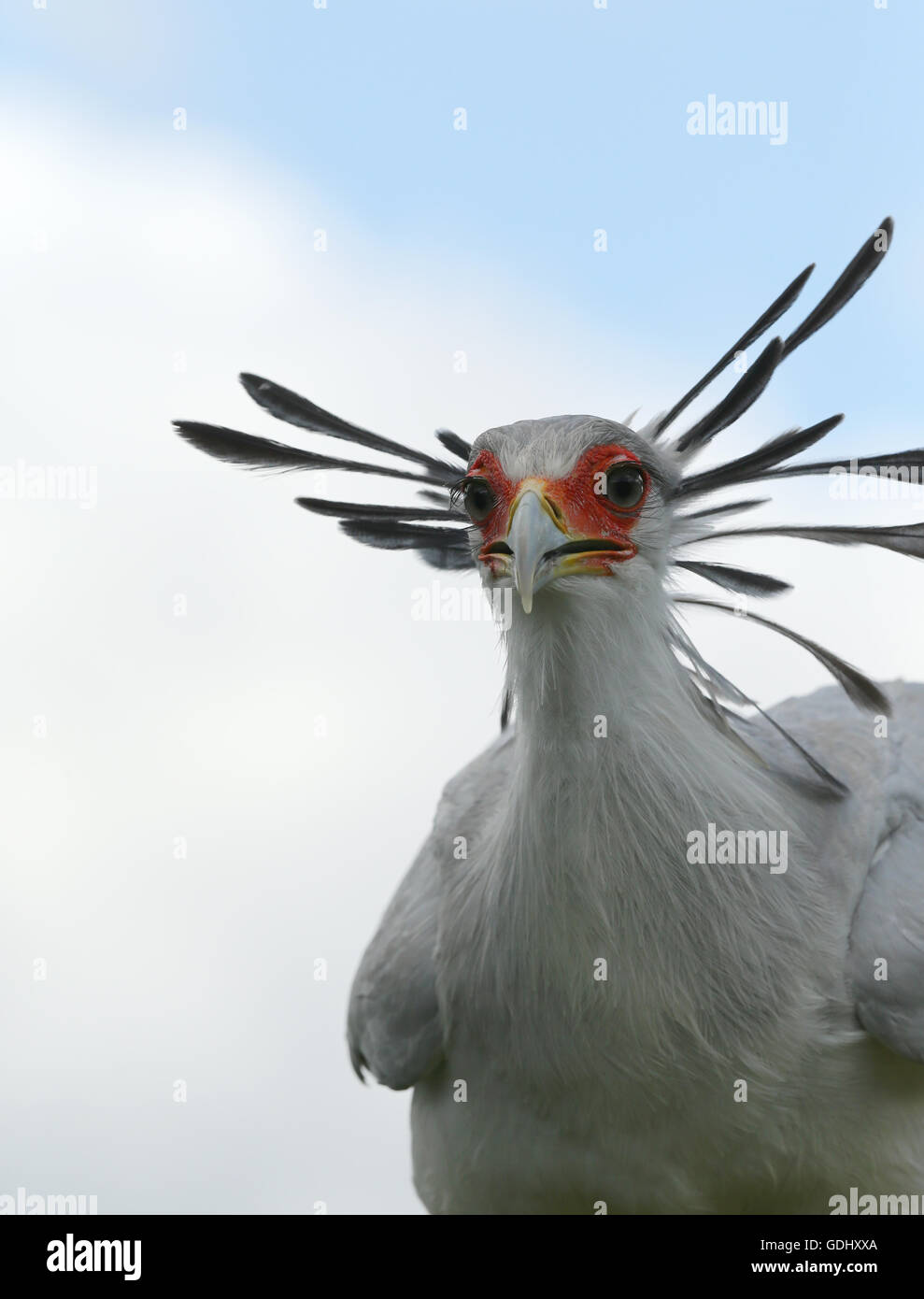 Secretary bird hi-res stock photography and images - Alamy