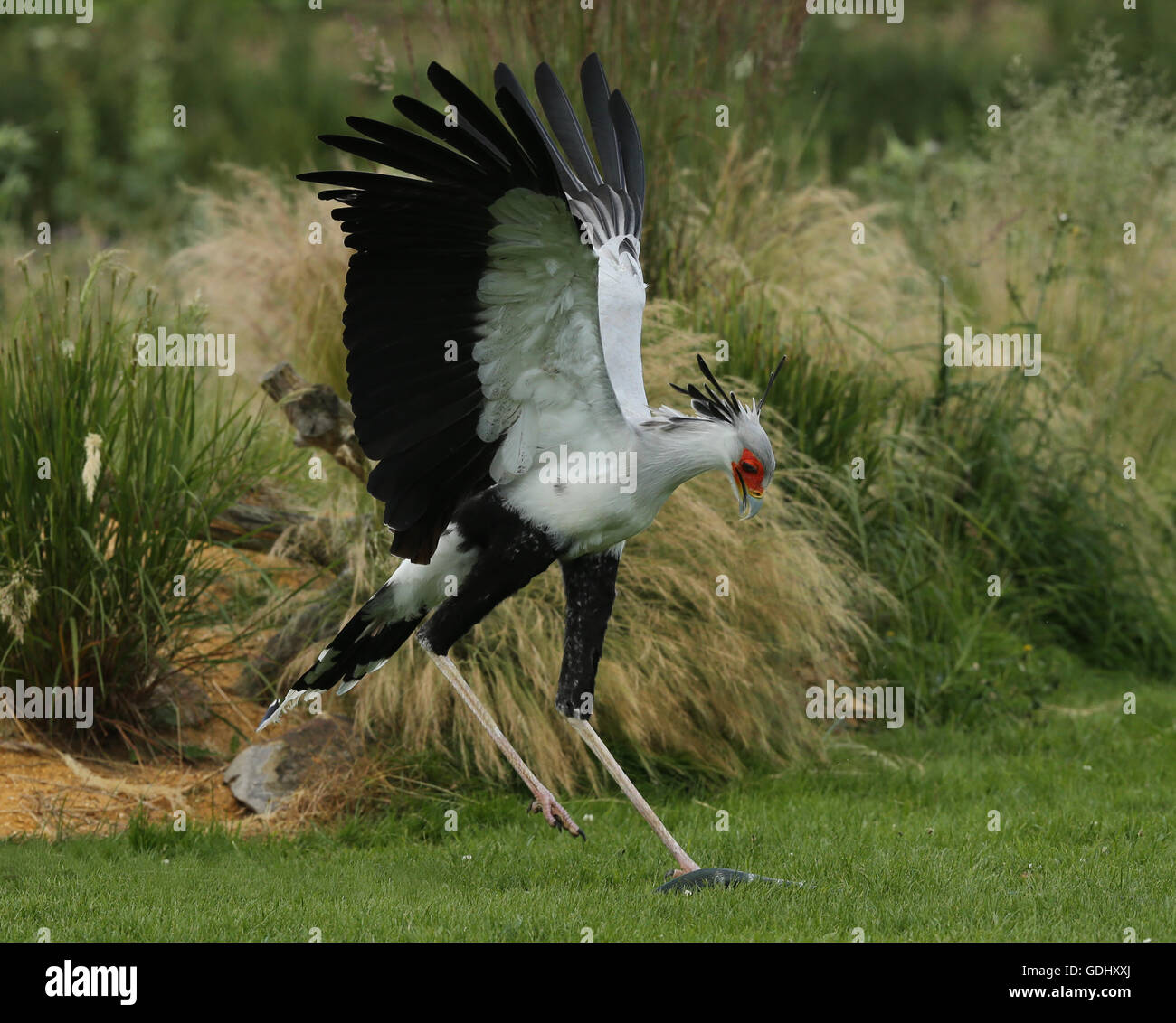 Attacking bird hi-res stock photography and images - Alamy
