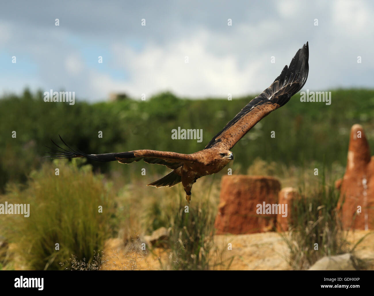 Harris hawk in flight hi-res stock photography and images - Alamy