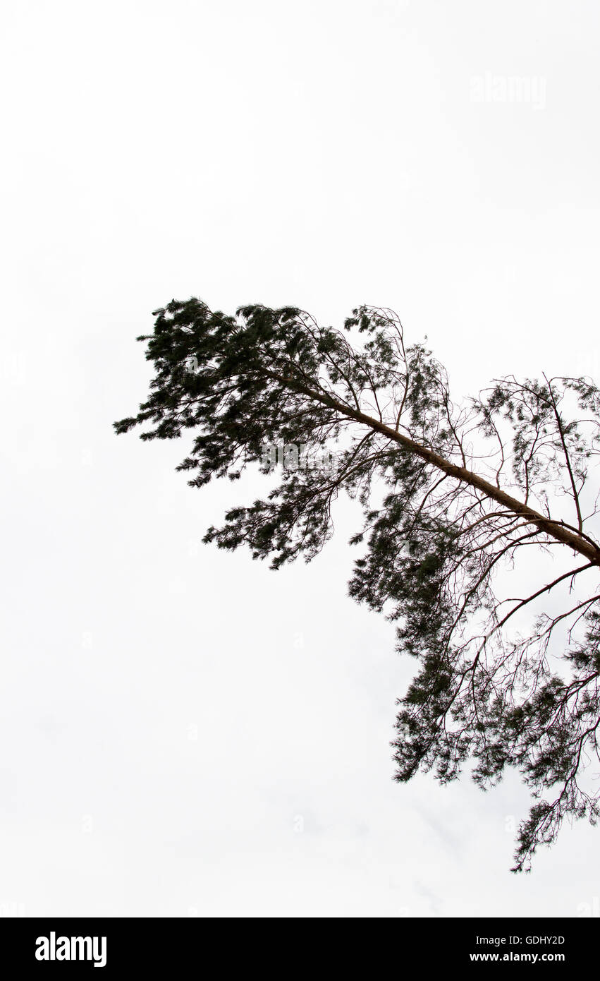 Alone pine tree and gray sky unnatural composition Stock Photo - Alamy