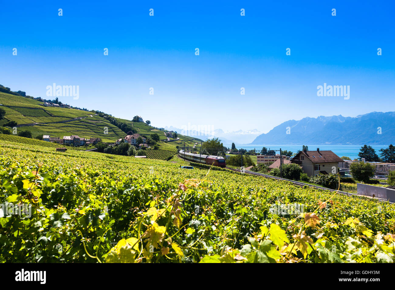 Vineyards in Lavaux region - Terrasses de Lavaux terraces, Switzerland ...