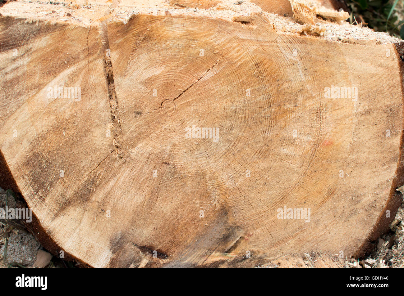 Cross section view trees hi-res stock photography and images - Alamy