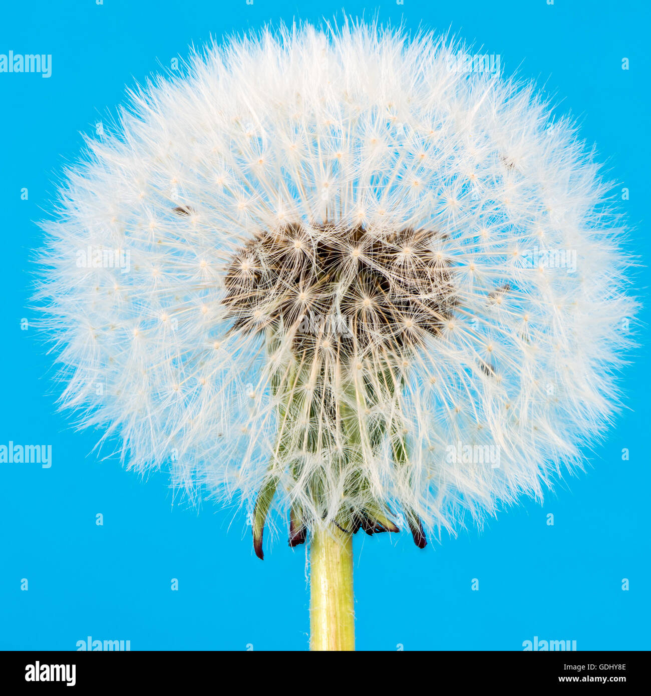 Blowball seeds hi-res stock photography and images - Alamy