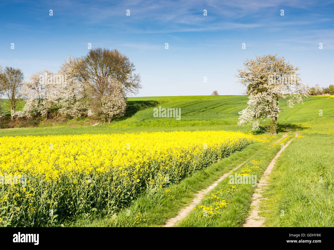 Landscape with a flowering tree at spring Stock Photo - Alamy