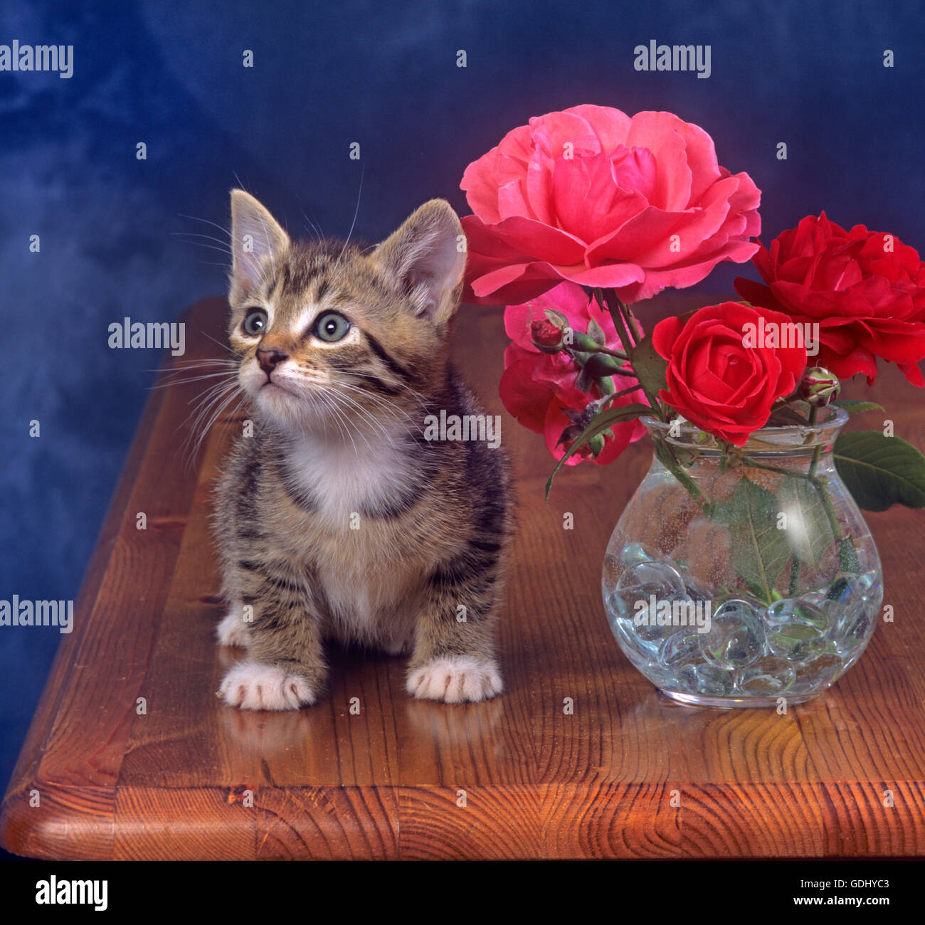 Tabby Kitten on furniture with red roses Stock Photo - Alamy