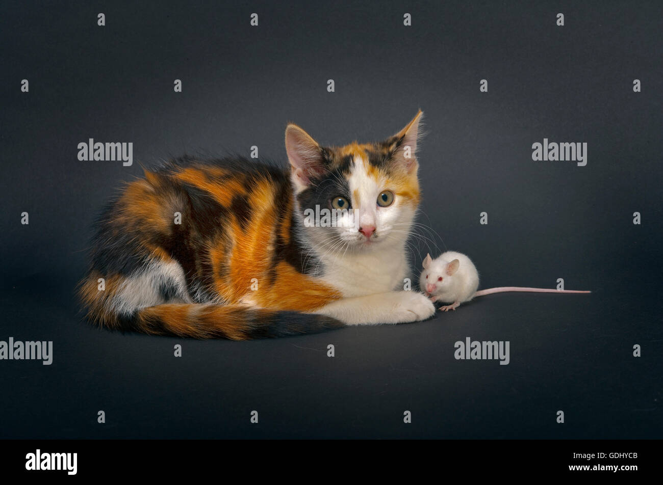 Tortoiseshell Kitten Playing with pet white Mouse Stock Photo - Alamy