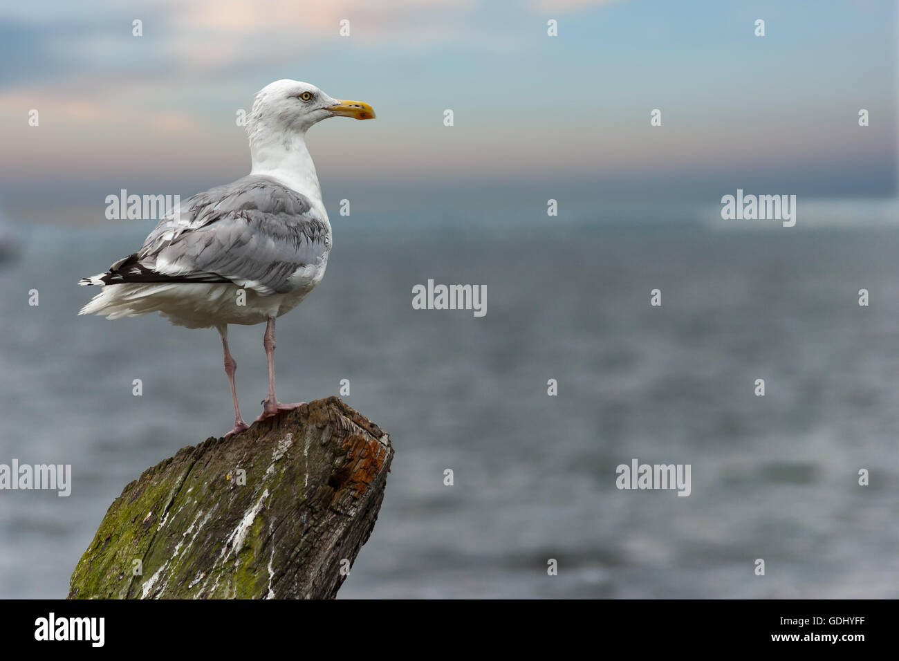 Seagull sitting on the old pole sea portrait Stock Photo - Alamy