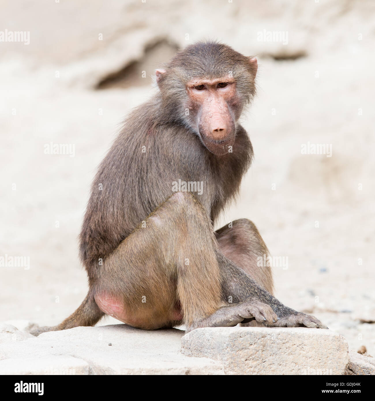 Female macaque monkey resting in it's natural habitat Stock Photo - Alamy