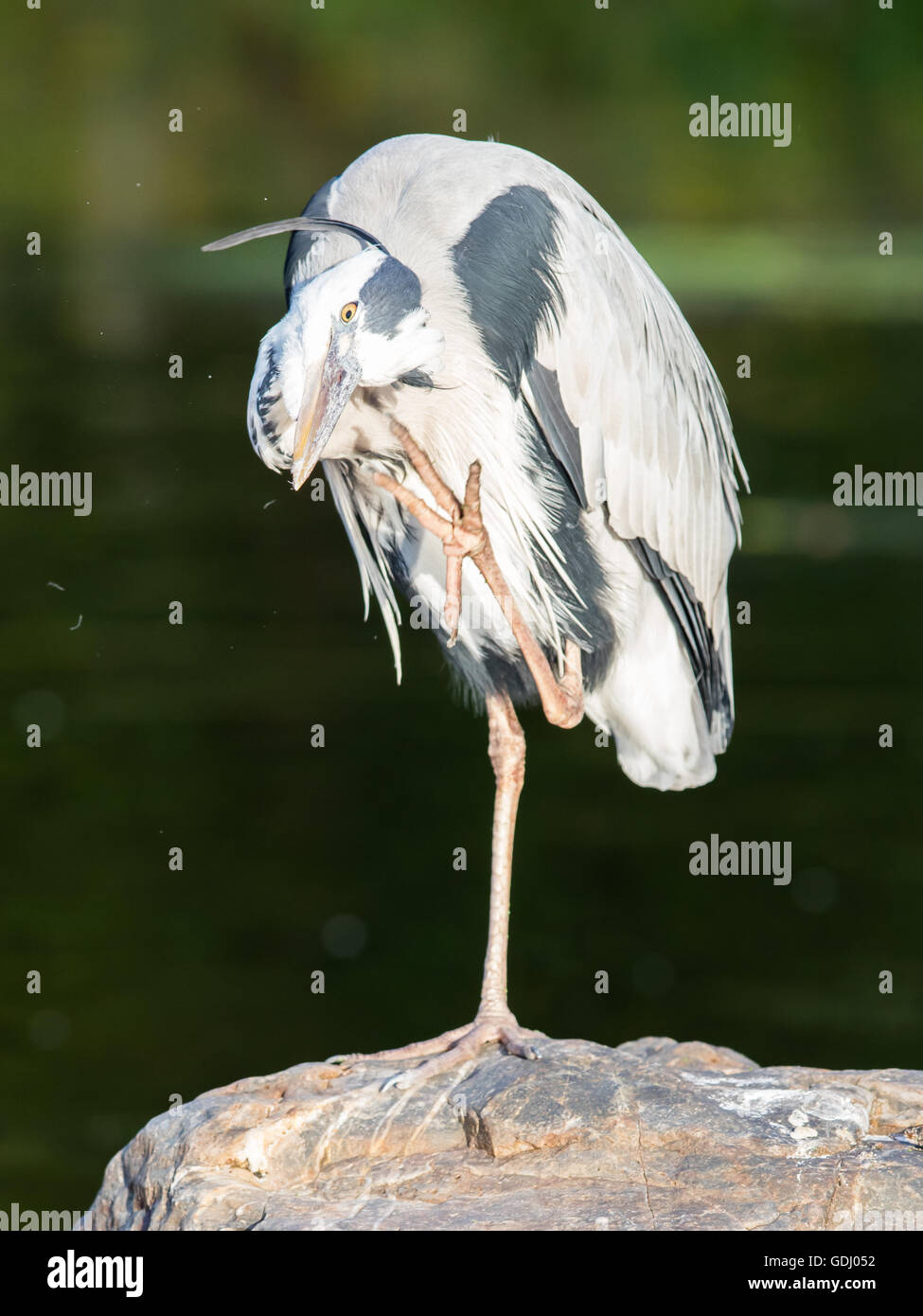 Great Blue Heron standing quietly on a large rock Stock Photo - Alamy