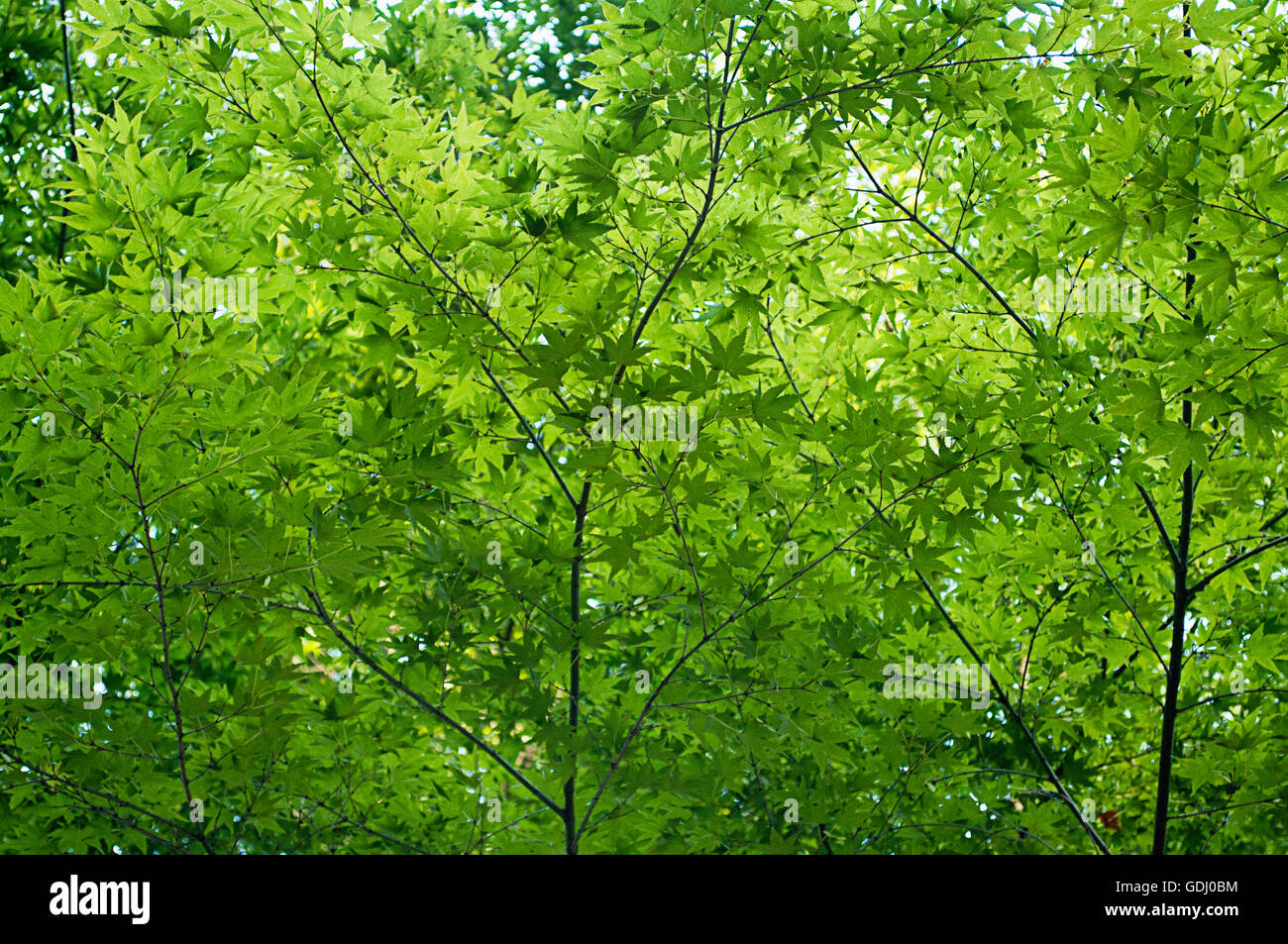 Green leaves from below Stock Photo - Alamy