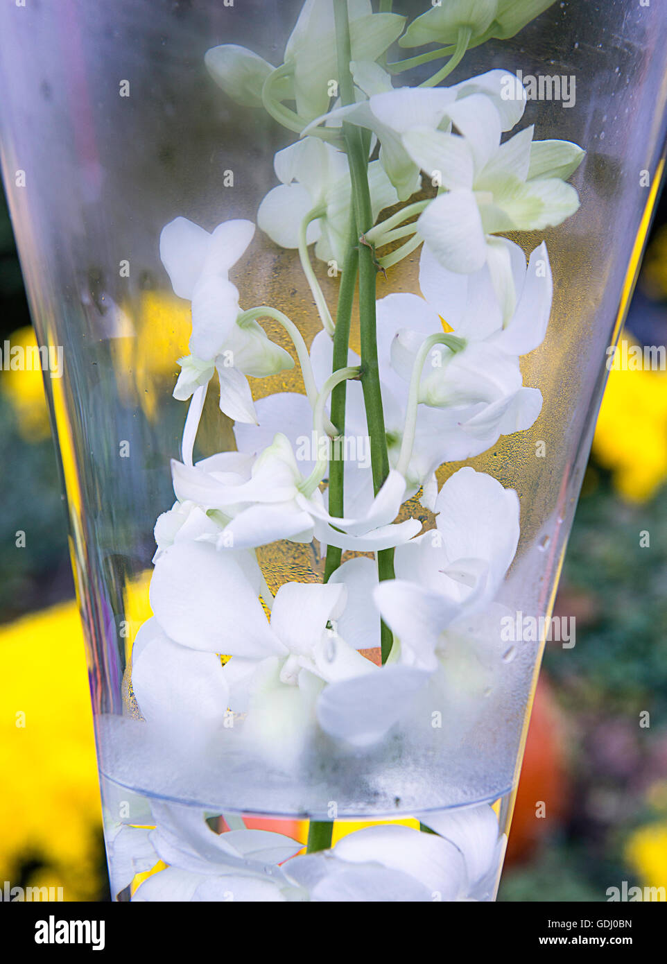 White orchids floating in water as a decoration Stock Photo - Alamy