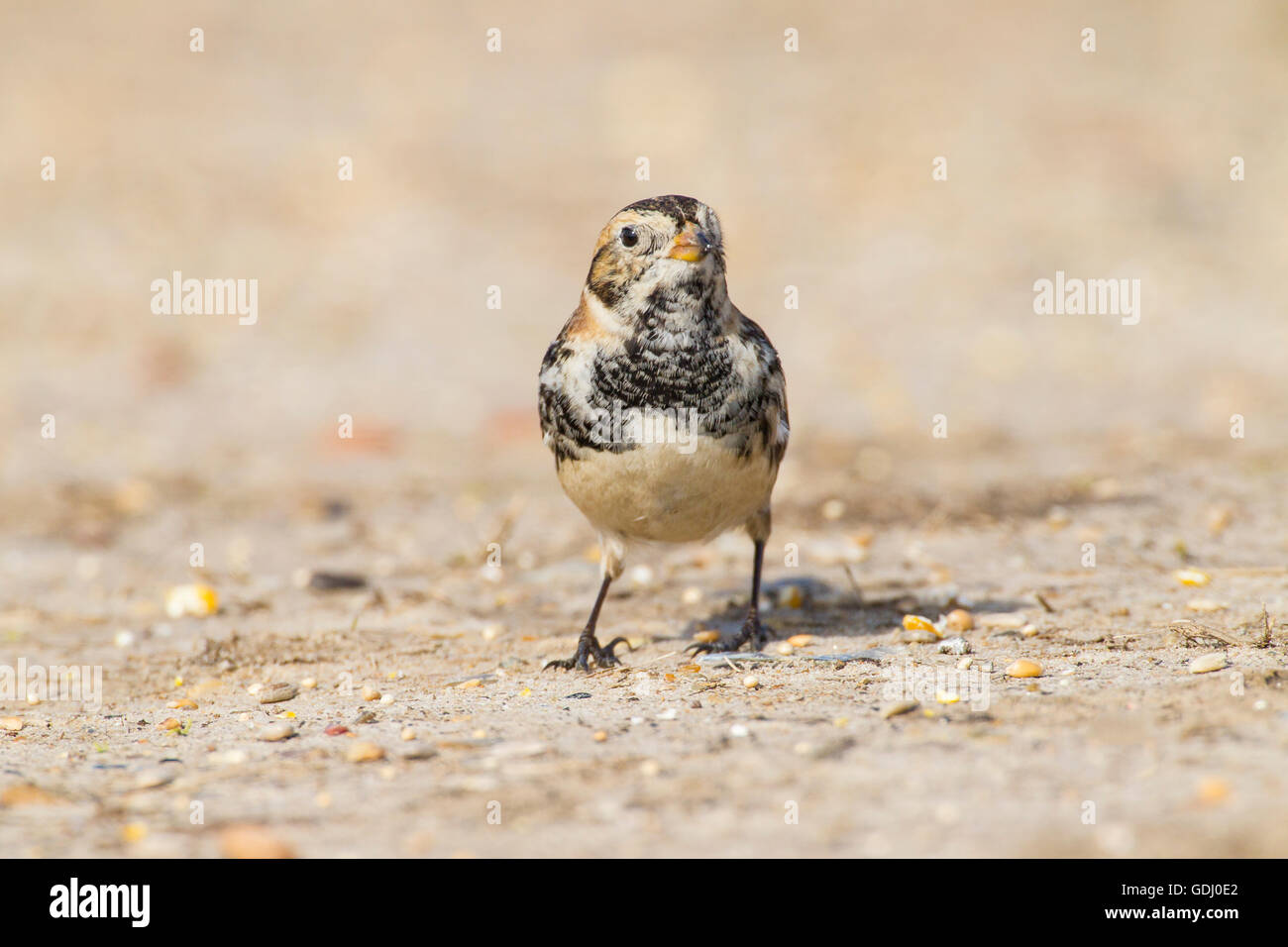 Lapland bunting or Lapland longspur (Calcarius lapponicus) adult male ...