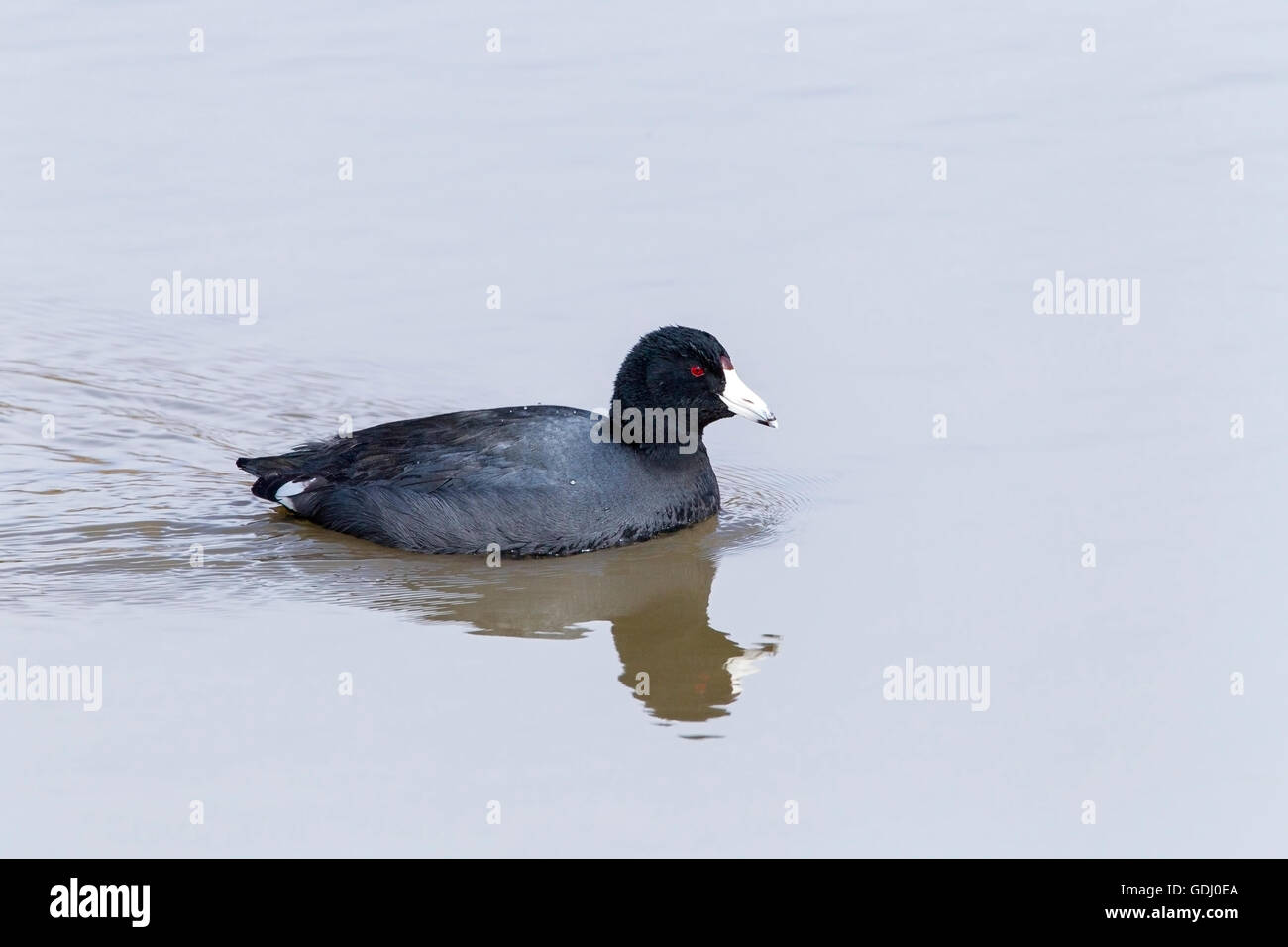 American coot feet hi-res stock photography and images - Alamy