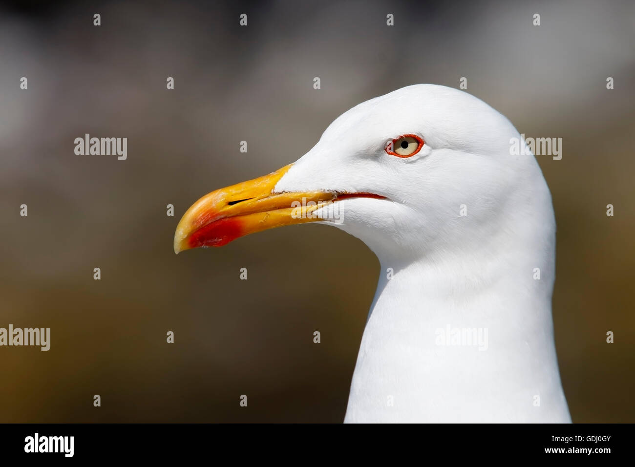 adult lesser black-backed gull (Larus fuscus) in breeding habitat ...