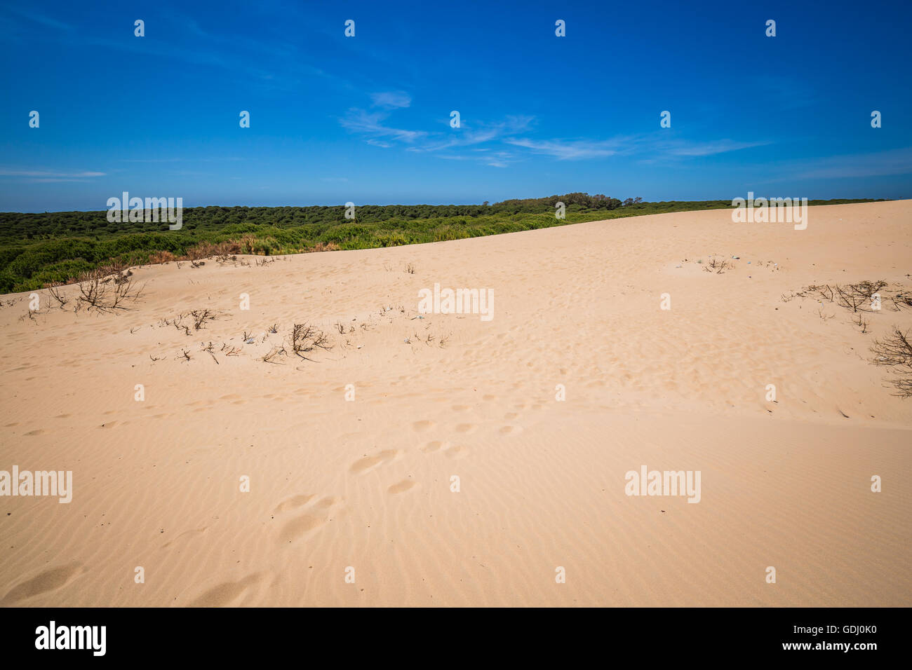 Sand dune of Bolonia beach, province Cadiz, Andalucia, Spain Stock ...