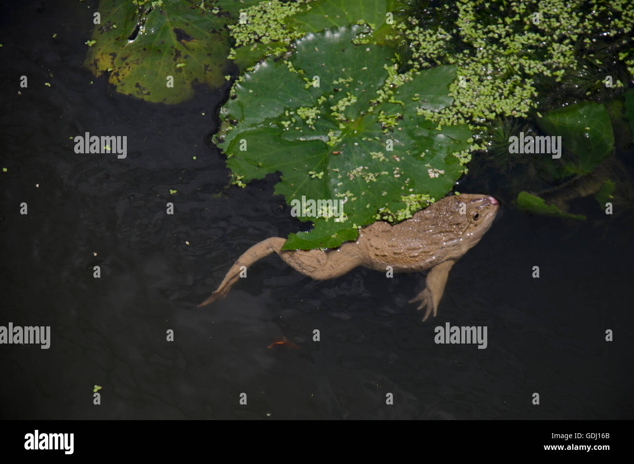 Frog swimming in river after Thai woman create positive karma for ...