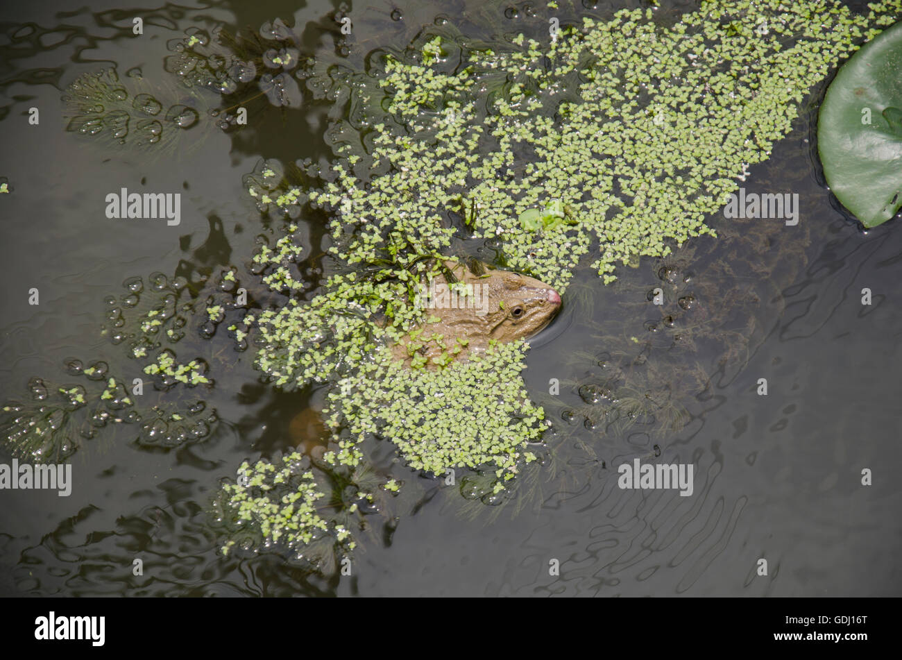 Frog swimming in river after Thai woman create positive karma for ...