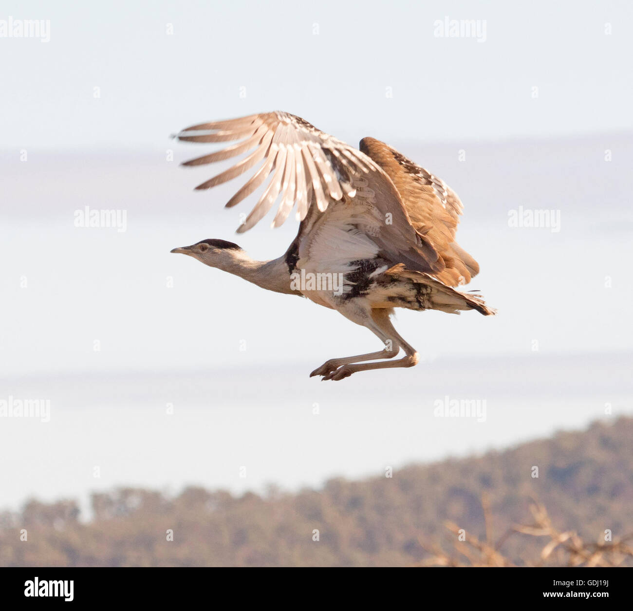Australian bustard hi-res stock photography and images - Alamy