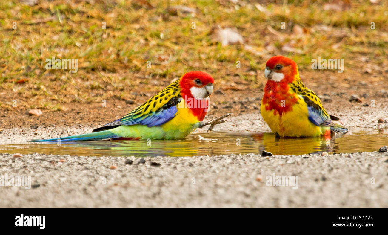 Panoramic image of pair of spectacular & colourful Australian parrots ...