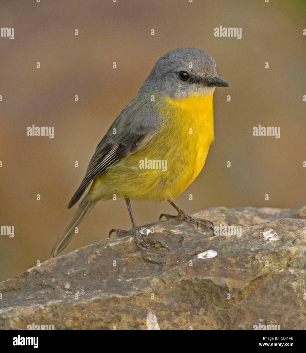 Colourful Australian eastern yellow robin Eopsaltria australis perched ...