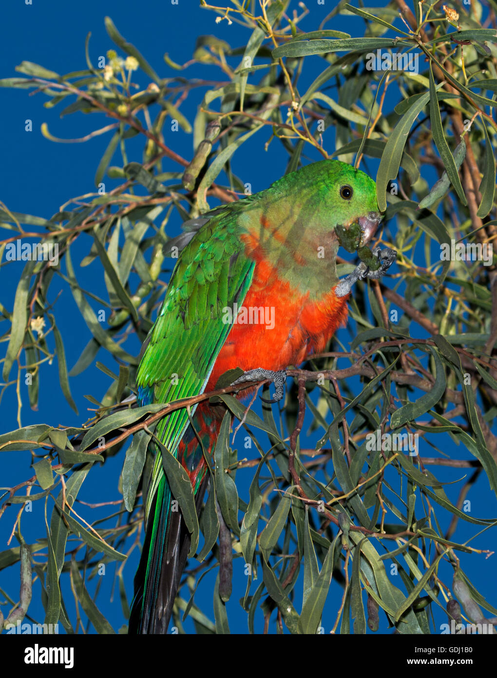Australian forest parrot hi-res stock photography and images - Alamy