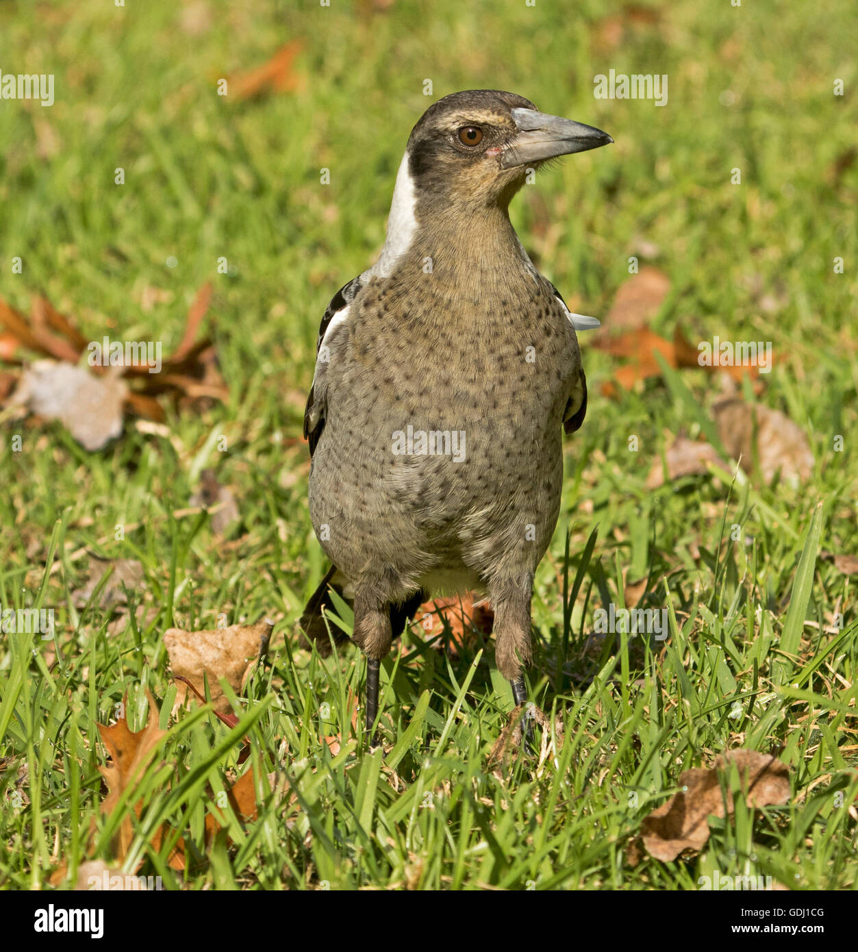 Juvenile Australian magpie Gymnorhina,tibicen with alert expression ...