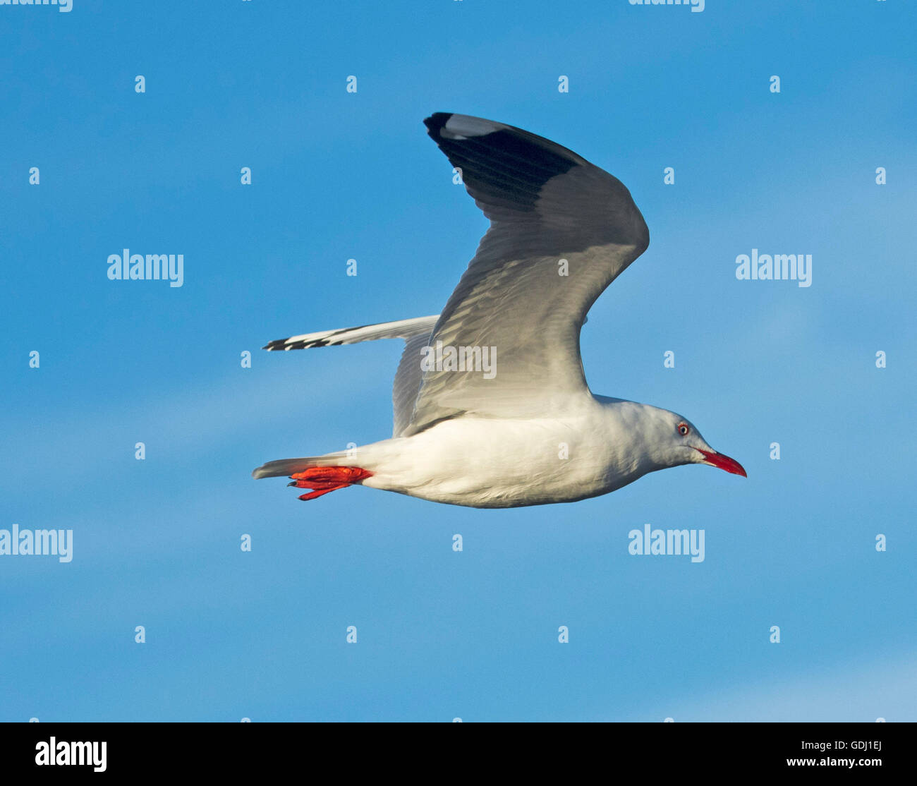 Gulls with red bill hi-res stock photography and images - Alamy