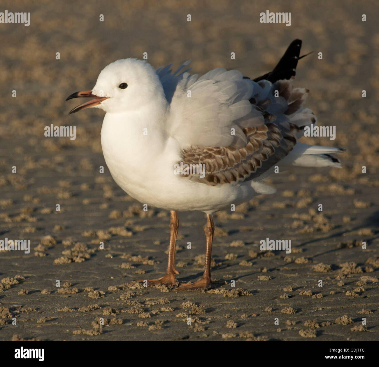 Australian immature silver gulls larus novaehollandiae hi-res stock ...