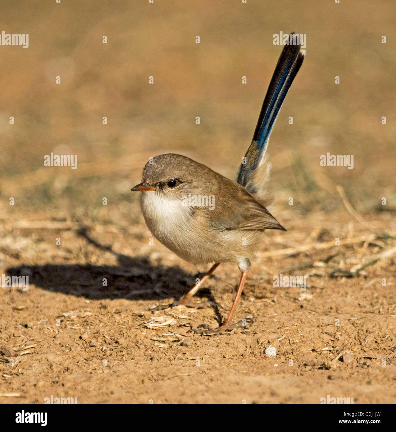 Juvenile male superb fairy wren hi-res stock photography and images - Alamy