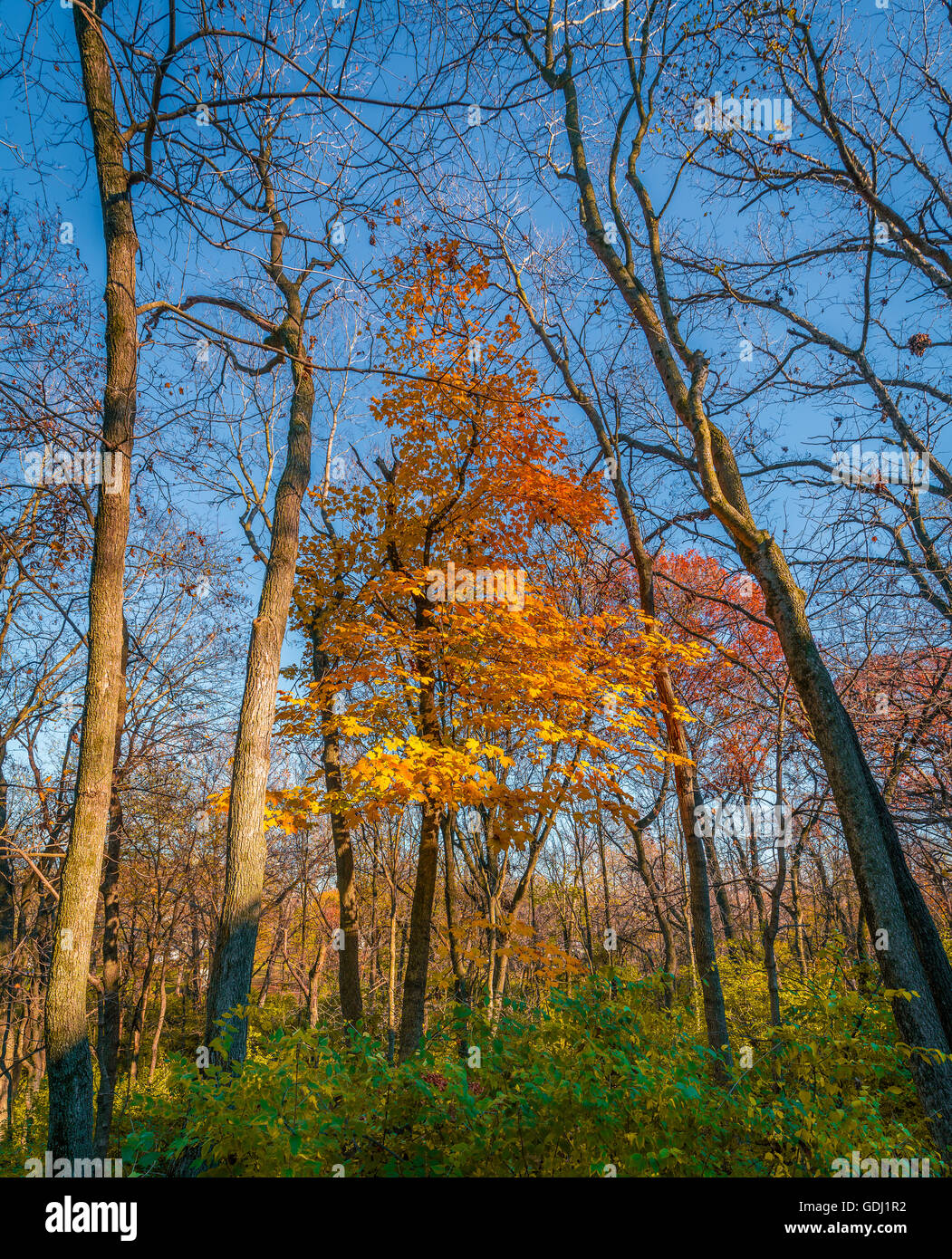 Yellow fall colors Stock Photo - Alamy