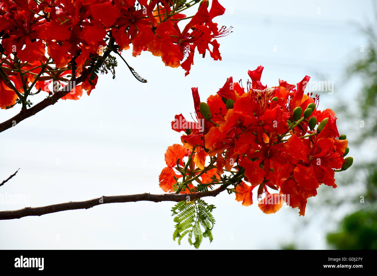 Mauritius flamboyant tree flame tree hi-res stock photography and ...
