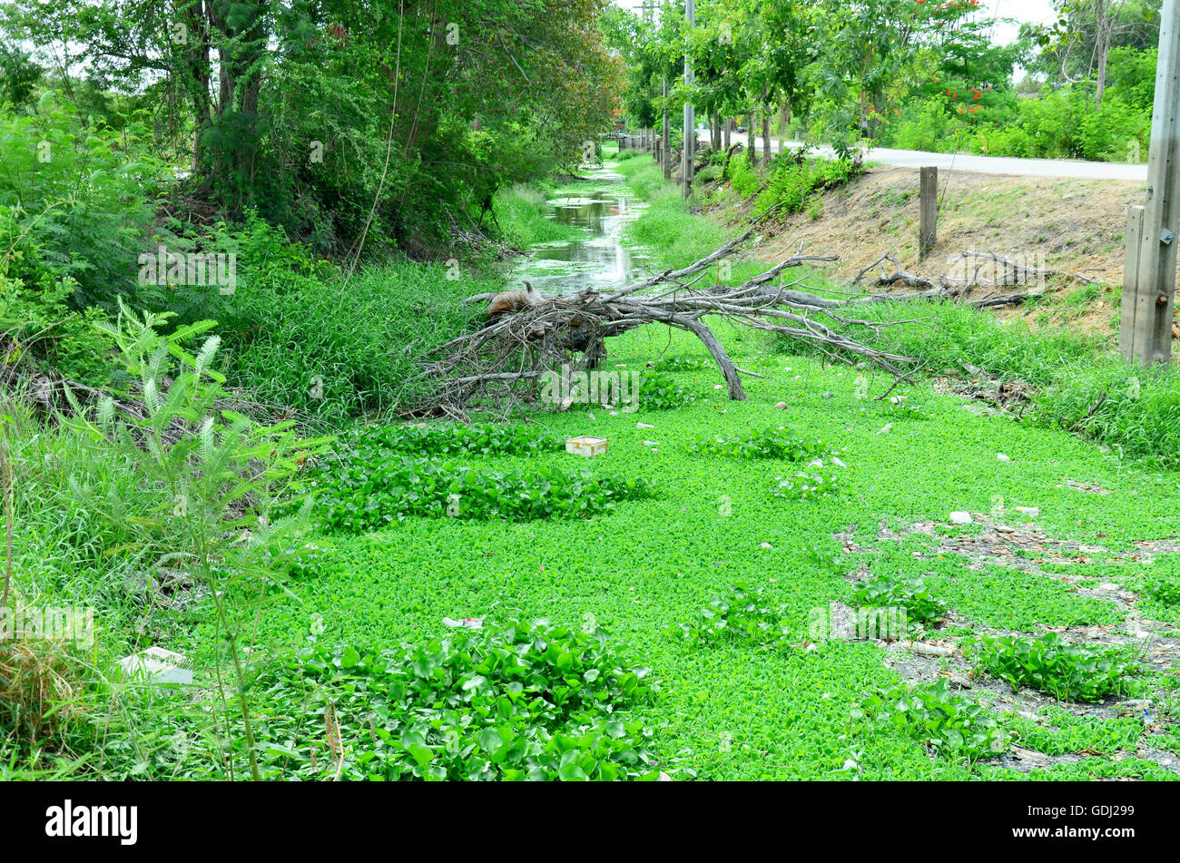 Big tree broken fall down at canal with trash and water hyacinth plant ...