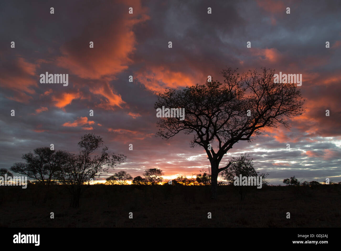 Sunset silhouette in a bushveld landscape with marula tree Stock Photo ...