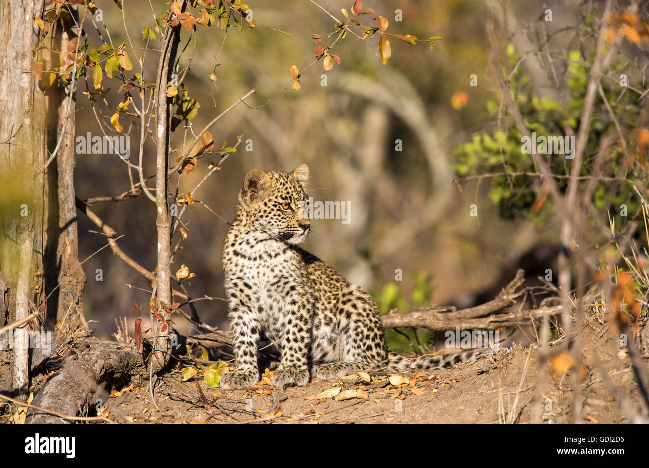 Leopard cub cute hi-res stock photography and images - Alamy