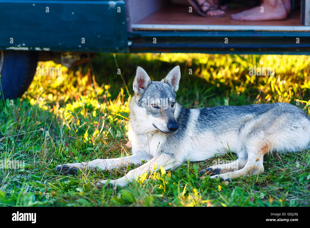 domesticated wolf dog resting relaxed on a meadow in shadow of caravan ...