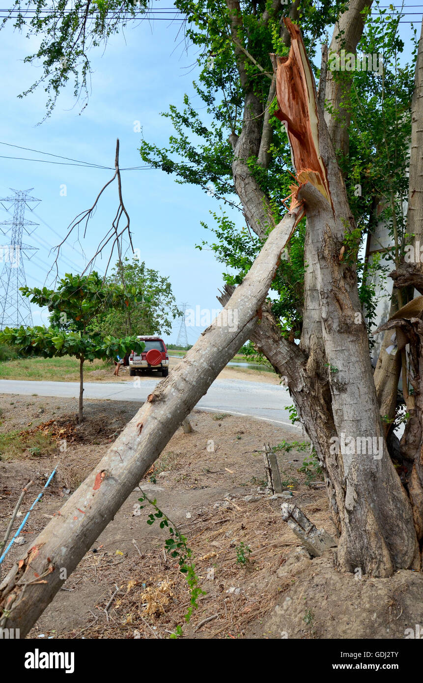 Big tree broken fall down hi-res stock photography and images - Alamy
